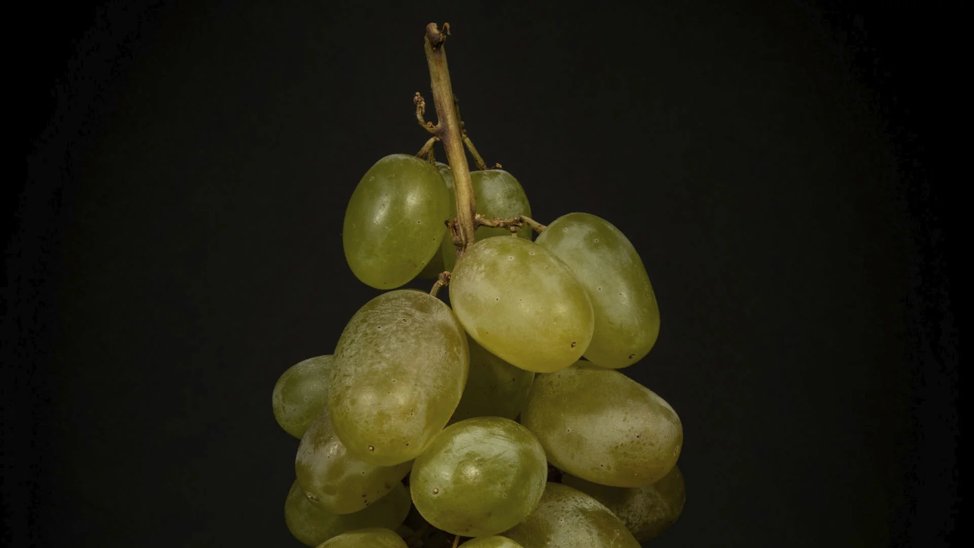 Discover the Vermentino Grape Varietal: Everything You Need to Know
